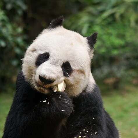 Dokazi o povijesti populacije velike pande i njenoj lokalnoj prilagodbi ...